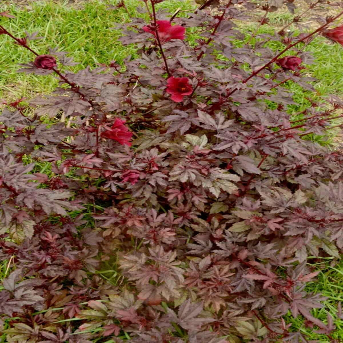Hibiscus Acetosella Panama Red Red Leaf Hibiscus | SiteOne US