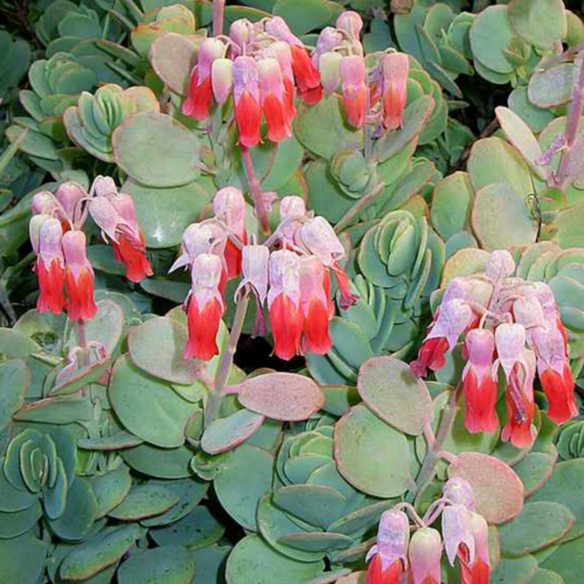 Kalanchoe Marnieriana Mariners Kalanchoe | SiteOne US