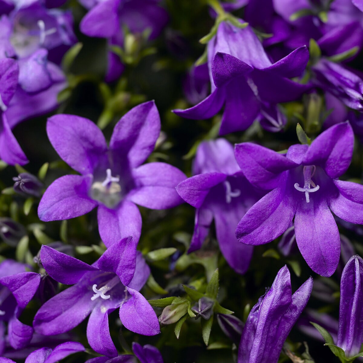 Campanula Portenschlagiana Clockwise Compact Deep Blue Dalmation ...