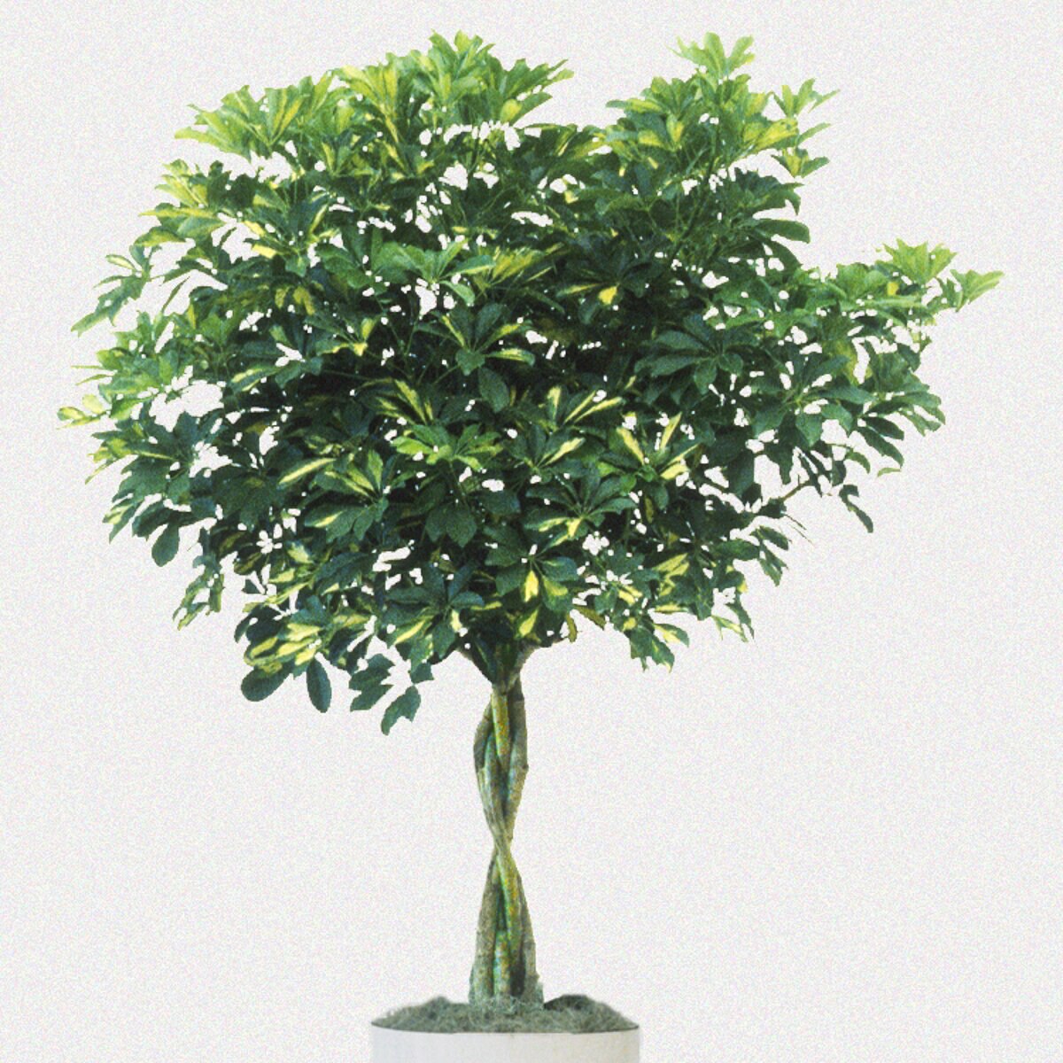 Schefflera Arboricola Gold Capella Umbrella Plant | SiteOne US