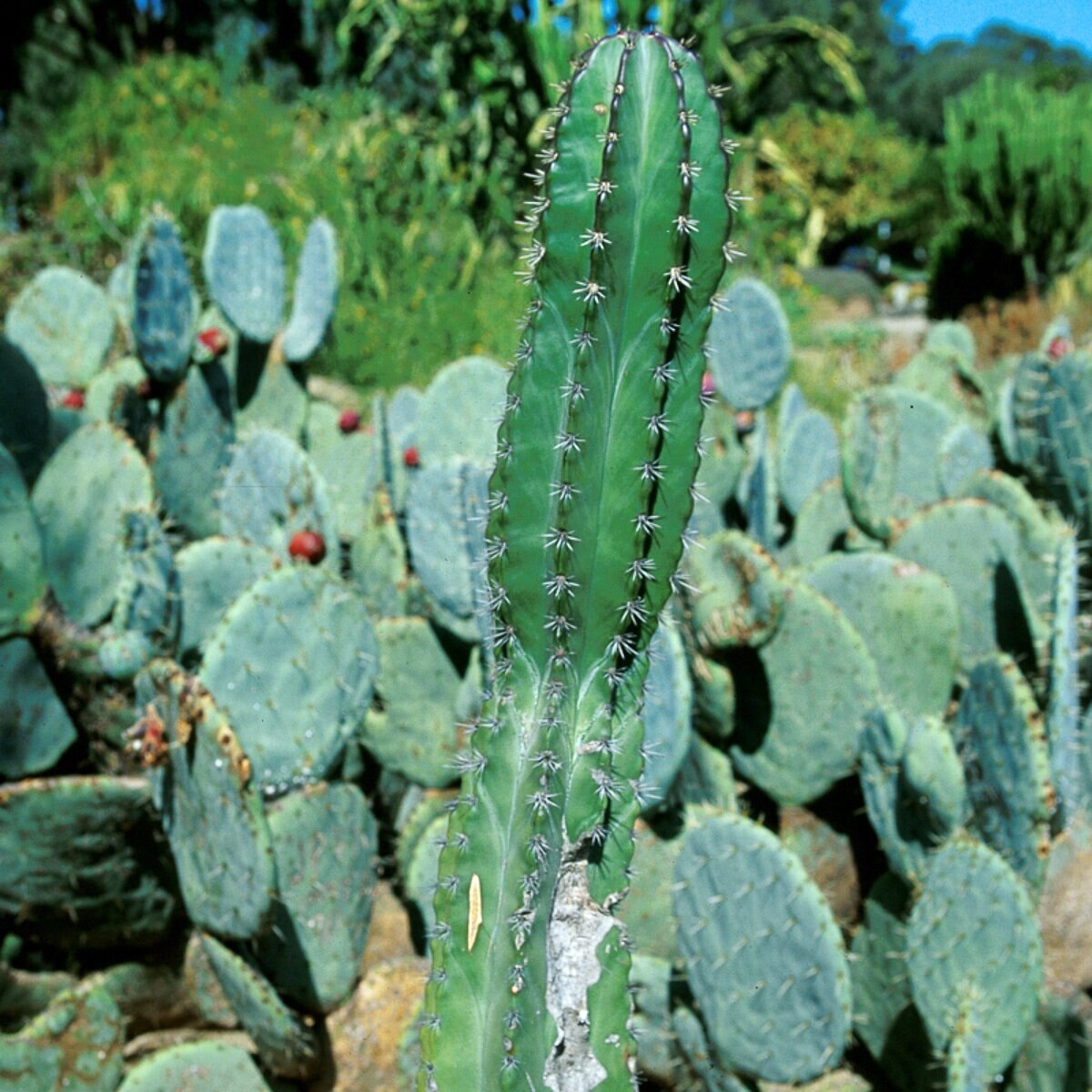 Pachycereus Marginatus Mexican Fence Post Cactus | SiteOne US