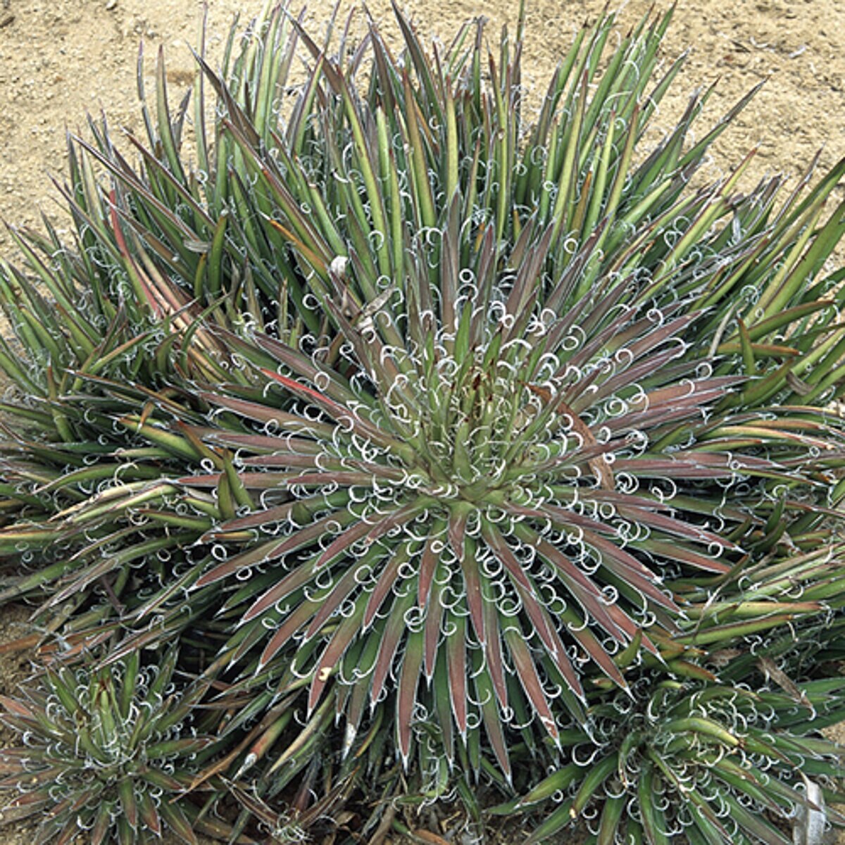 Agave Filifera Thread Agave | SiteOne