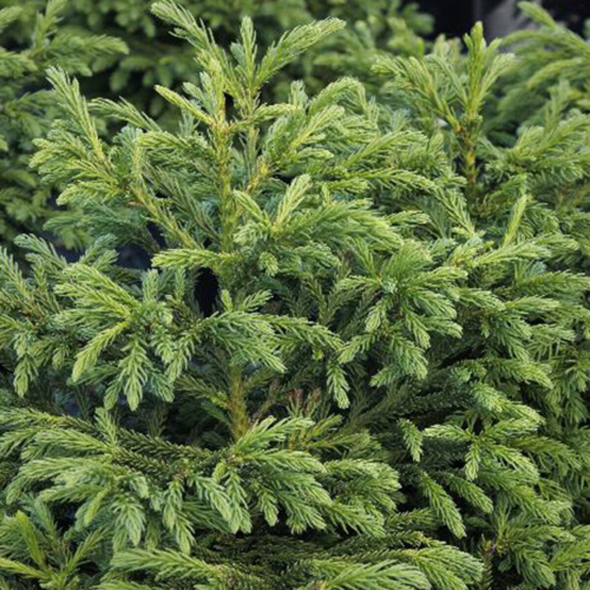 Cryptomeria Japonica Gyokuryu Japanese Cedar | SiteOne US