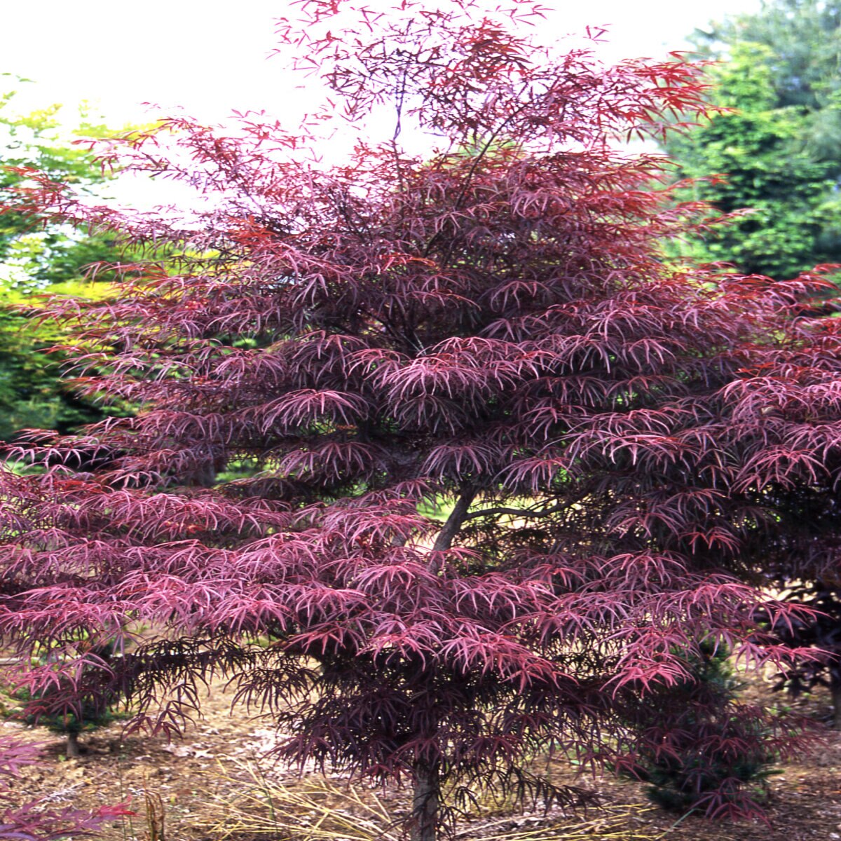 Acer Palmatum Red Spider Japanese Maple | SiteOne US