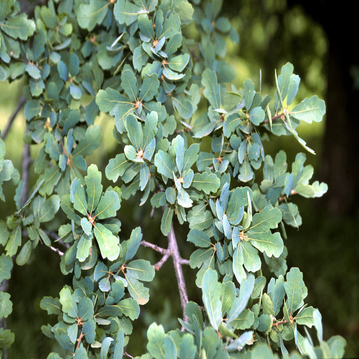 Quercus Douglasii Blue Oak | SiteOne US
