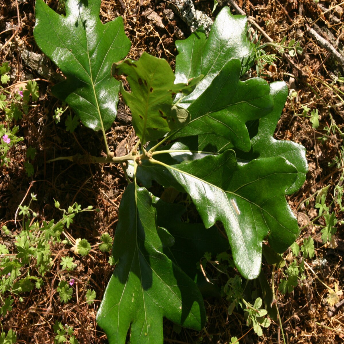 Quercus Stellata Post Oak | SiteOne US