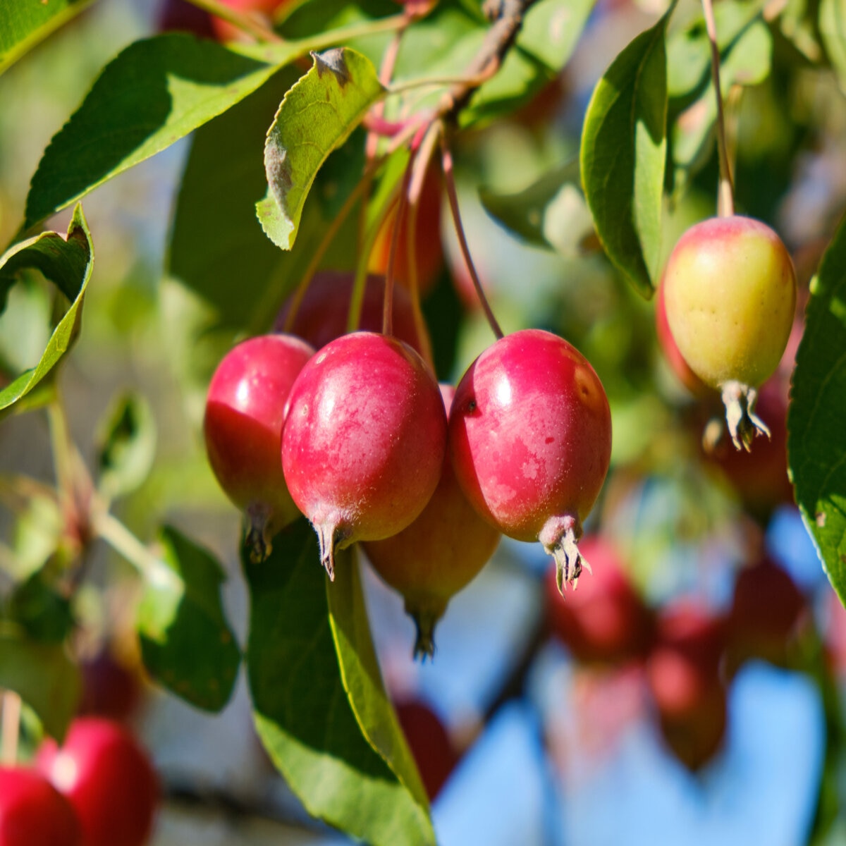 Malus X Callaway Crabapple | SiteOne US
