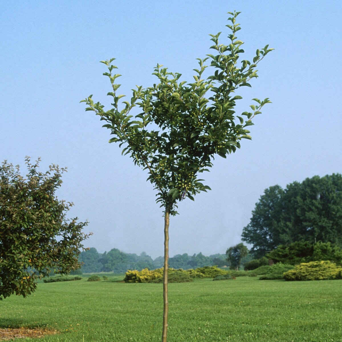 Malus sargentii Firebird Sargent Crabapple | SiteOne US