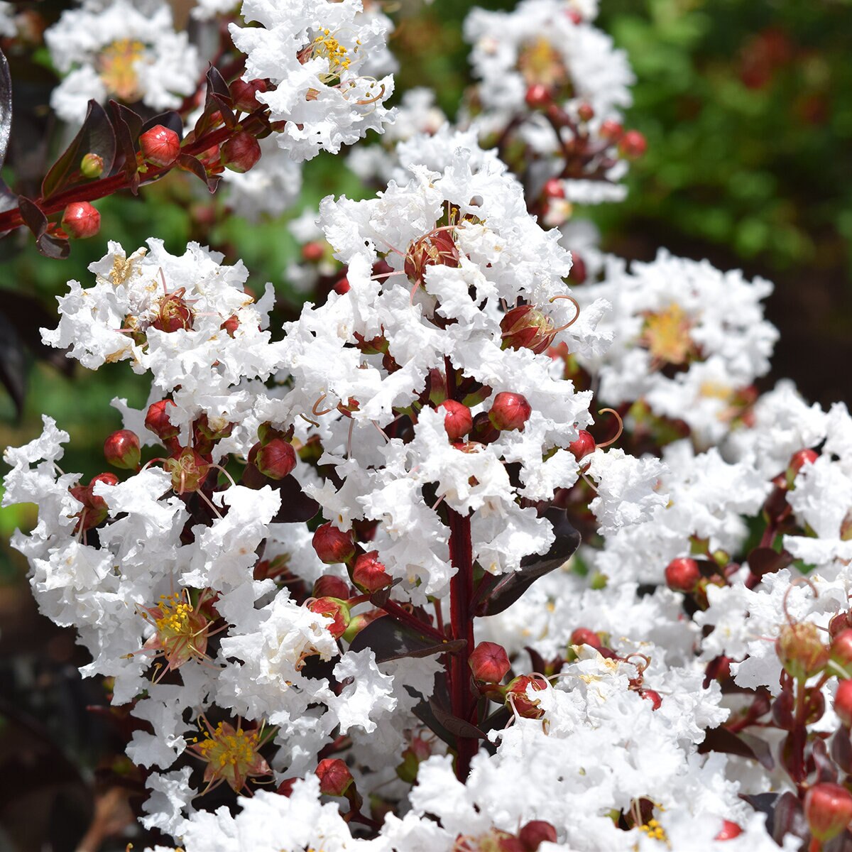 Lagerstroemia Inidica Lunar Magic Crape Myrtle | SiteOne
