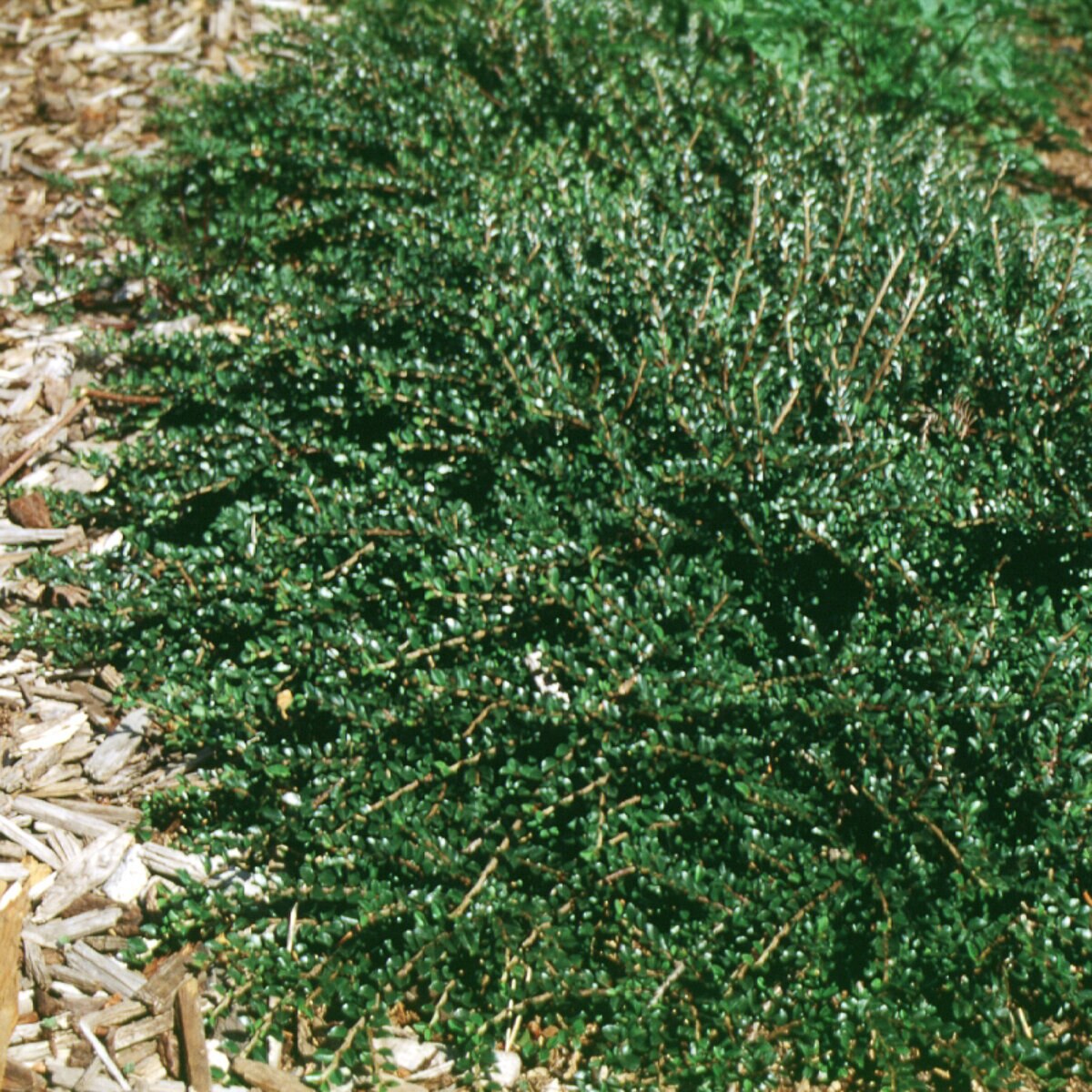 Cotoneaster Horizontalis Perpusillus Rockspray Cotoneas | SiteOne