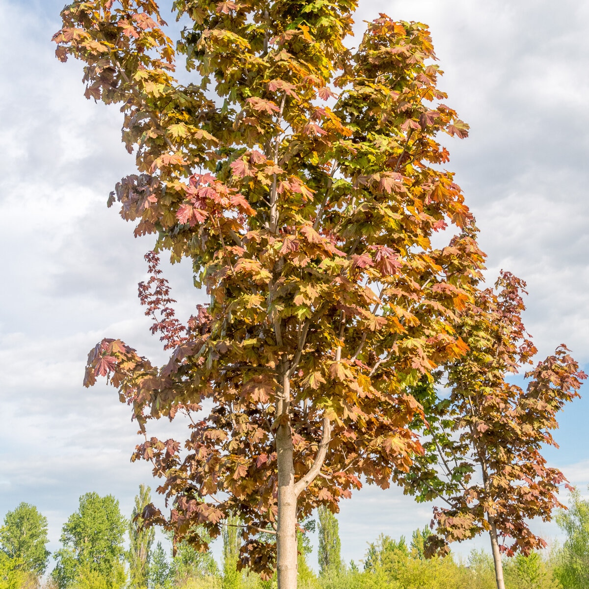 Acer Platanoides Deborah Norway Maple | SiteOne US