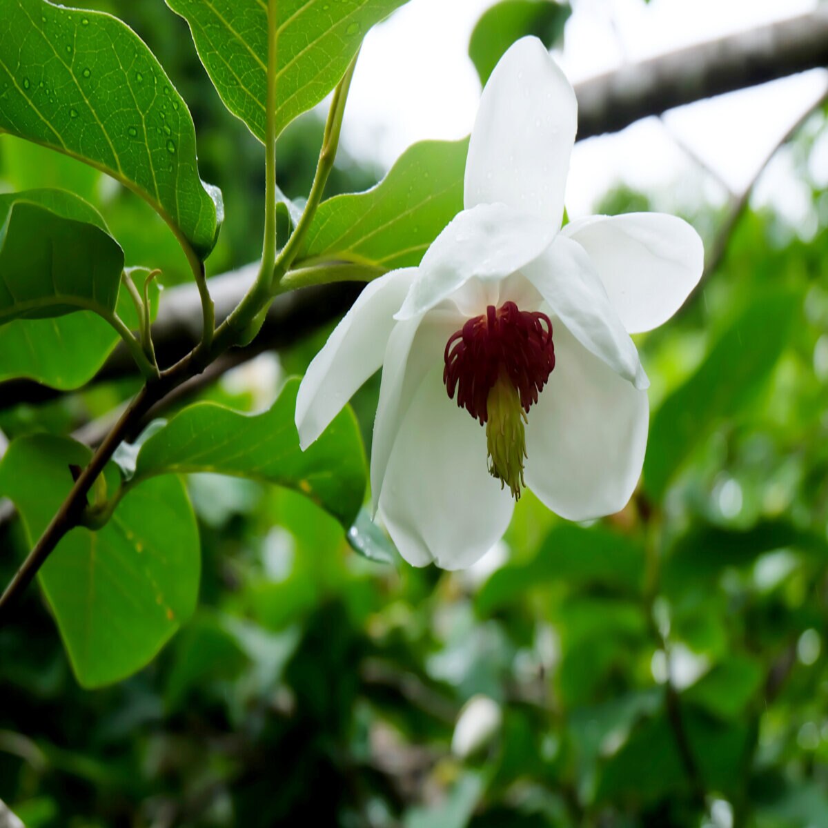 Magnolia Macrophylla var. Ashei Ashe Magnolia | SiteOne US
