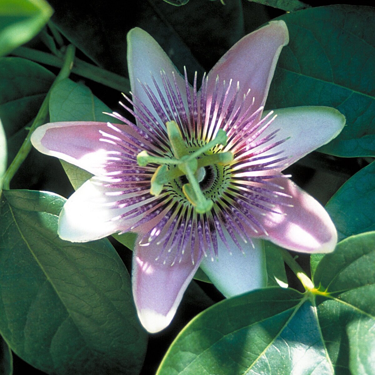 Passiflora Edulis Passion Fruit Vine | SiteOne