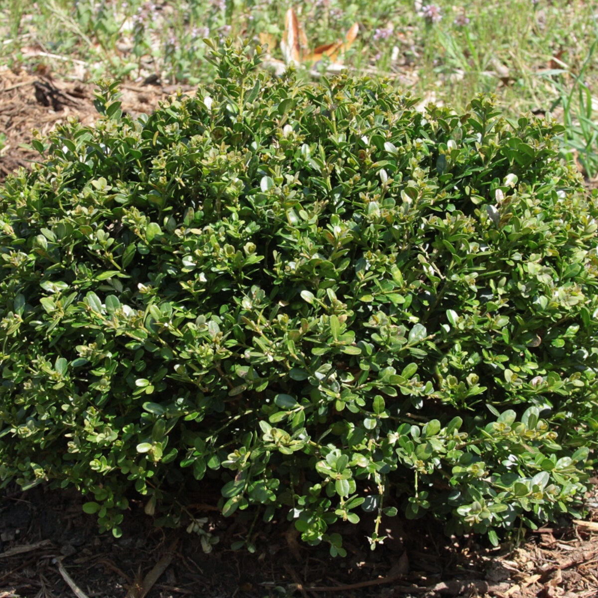 Buxus microphylla var. Japonica Morris Midget Japanese Boxwood | SiteOne US