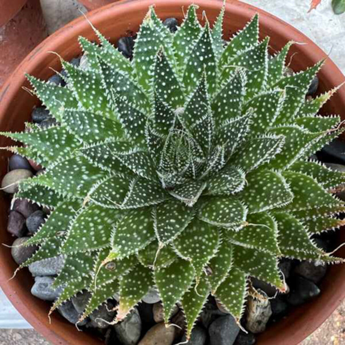 Aloe Aristata Lace Aloe | SiteOne US