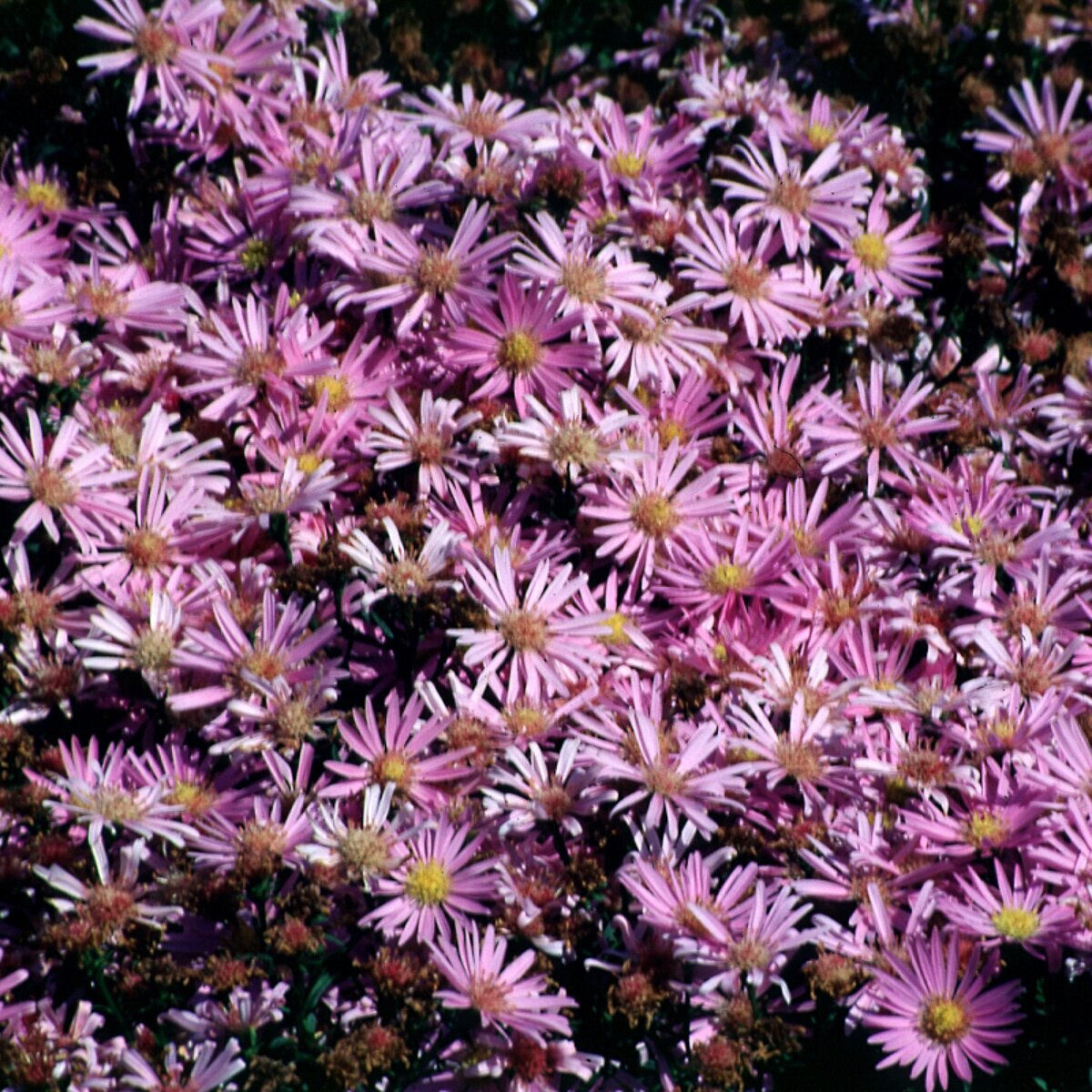 Aster Dumosus Peter Harrison Aster | SiteOne US