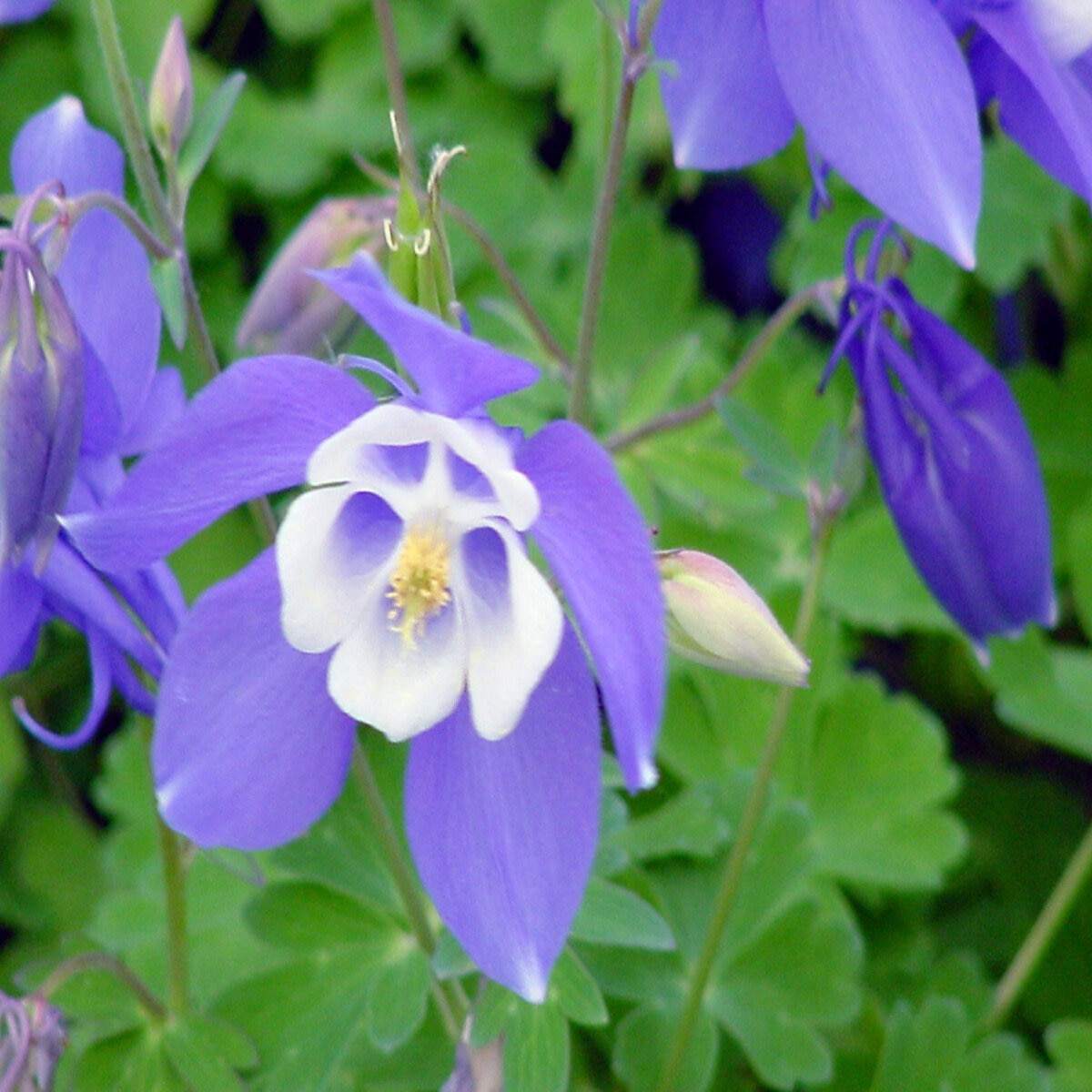 Aquilegia vulgaris Winky Blue and White Columbine | SiteOne US