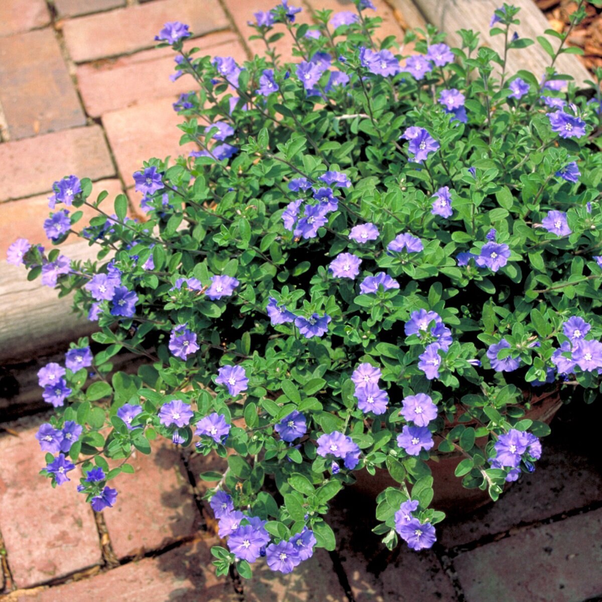 Evolvulus Glomeratus Brazilian Dwarf Morning Glories | SiteOne US