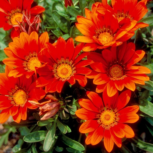 Gazania Rigens Bronze Red Treasure Flower | SiteOne US