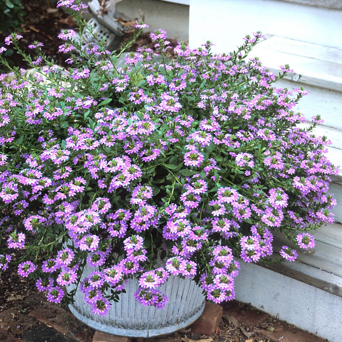 Scaevola Aemula Newon New Wonder Fan Flower | SiteOne US
