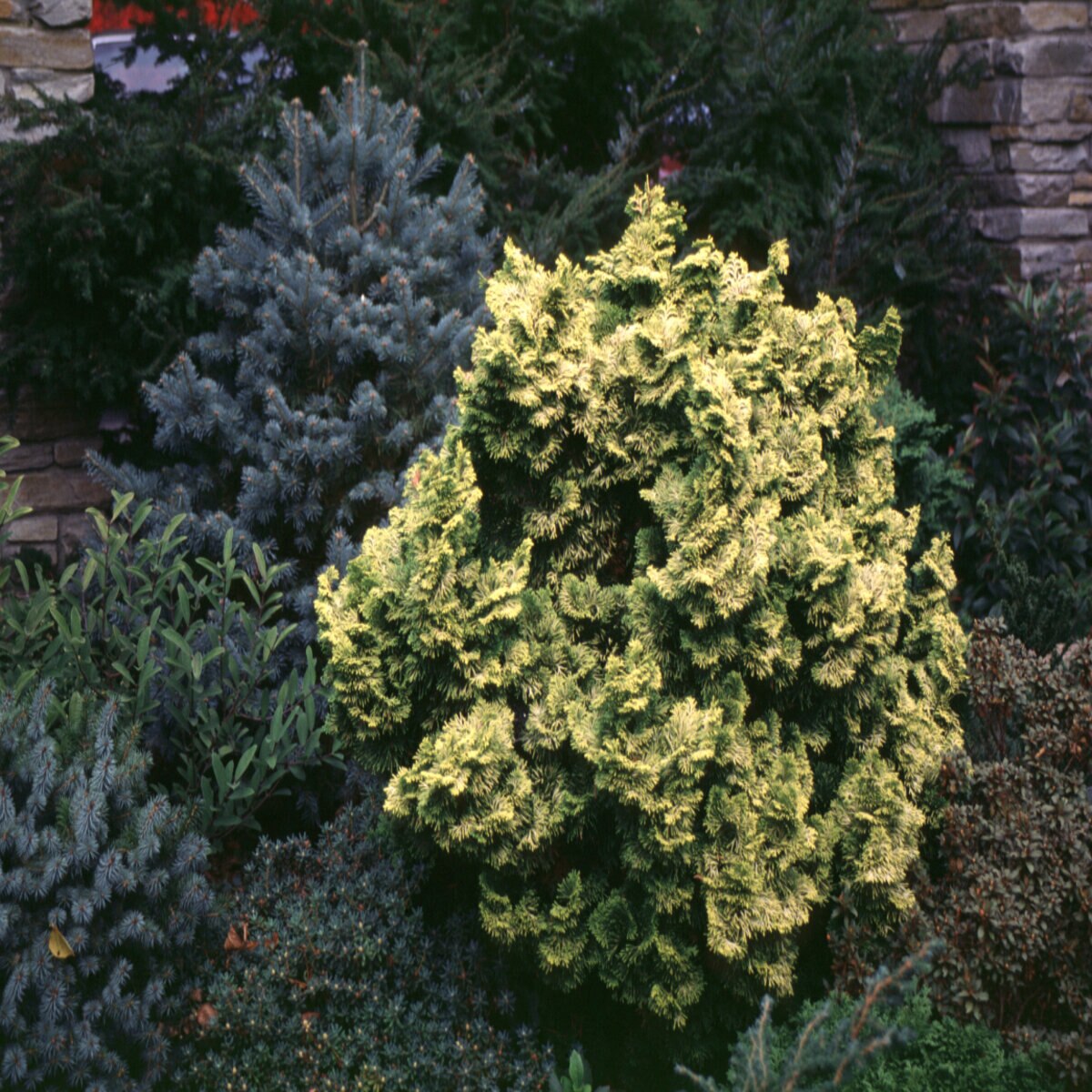 Aloe Chabaudii Dwala Aloe | SiteOne