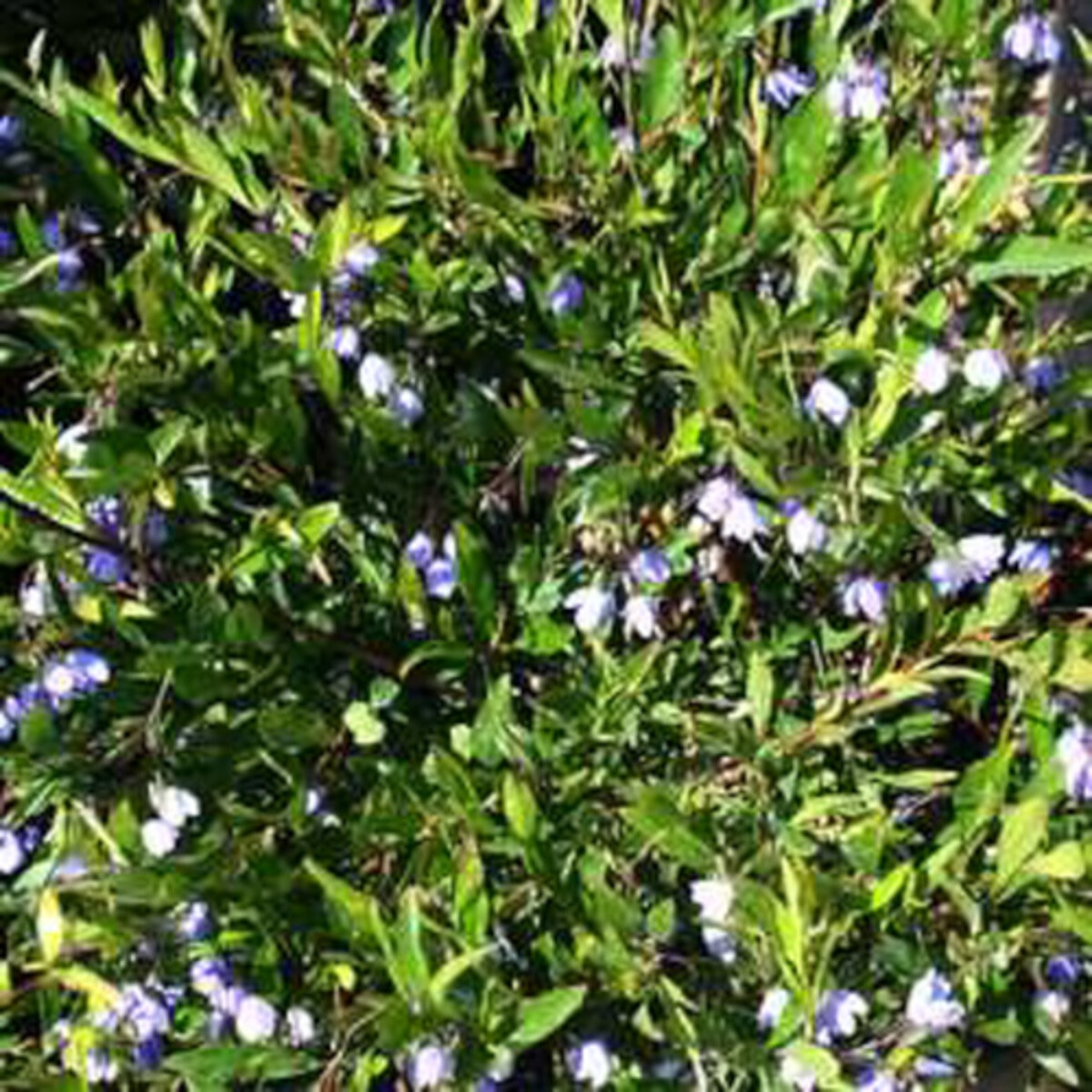 Sollya Heterophylla Bluebell Creeper | SiteOne US