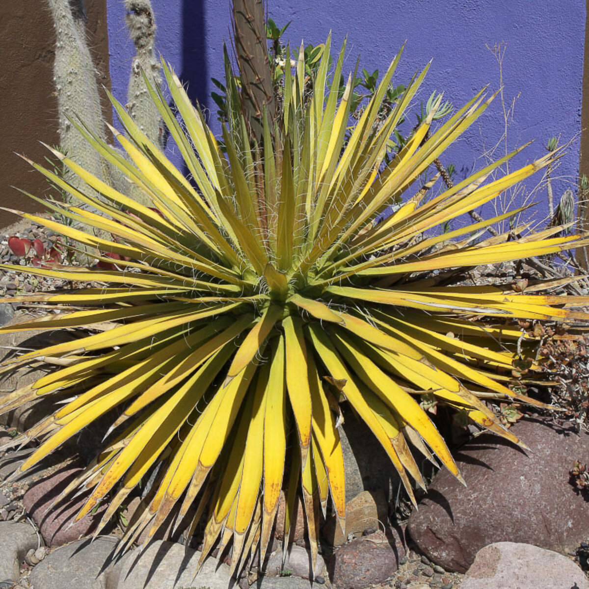 Agave Schidigera Durango Delight Century Plant | SiteOne US