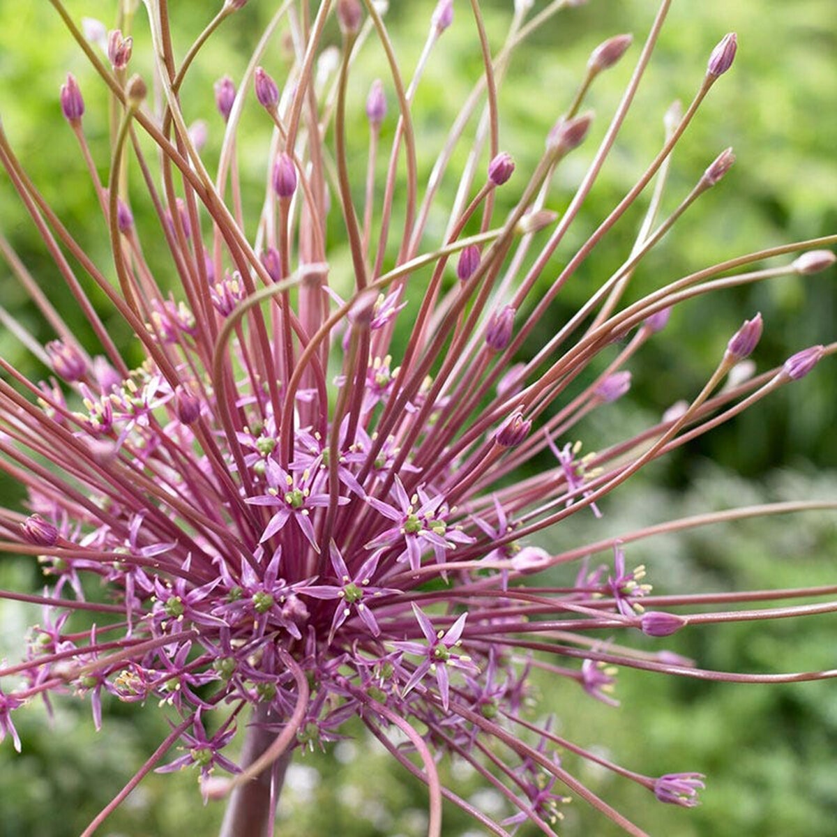 Allium Bulb Tall Schubertii Ornamental Onion | SiteOne US