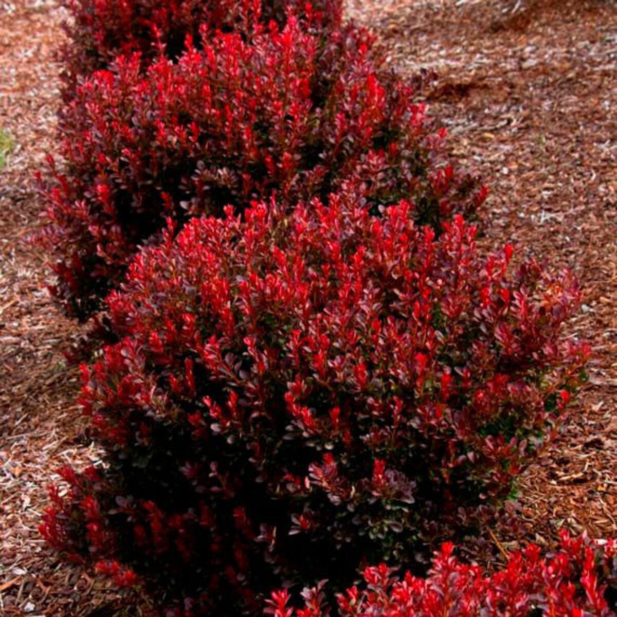 Berberis Thunbergii Pygmy Ruby Japanese Barberry | SiteOne US