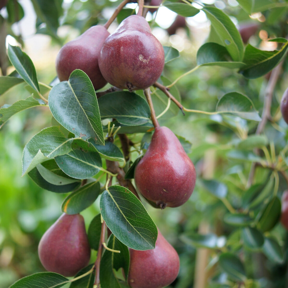 Pyrus Communis Red Bartlett Pear | SiteOne US