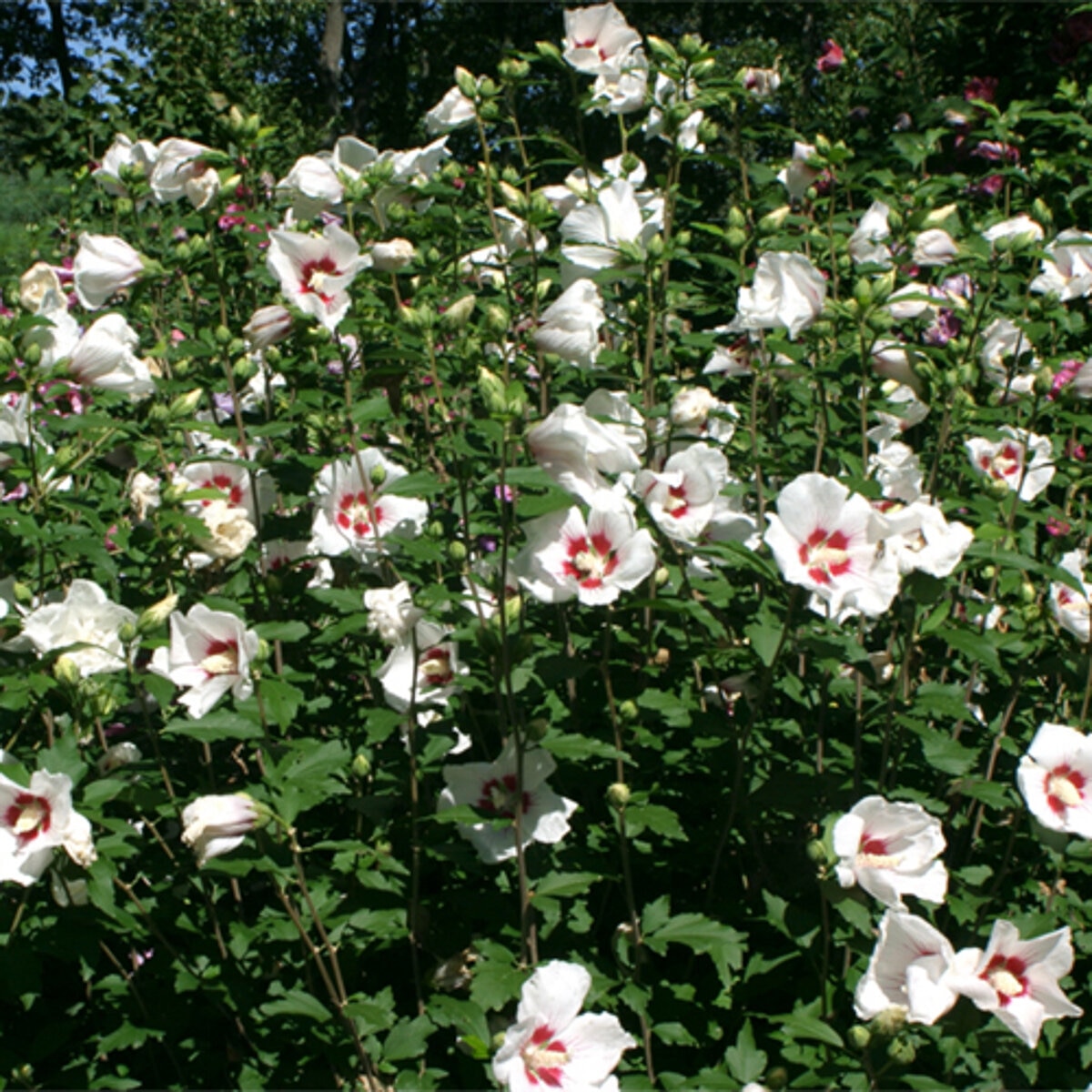 Hibiscus Syriacus Color Choice Mathilde Blush Satin Rose of Sharon ...