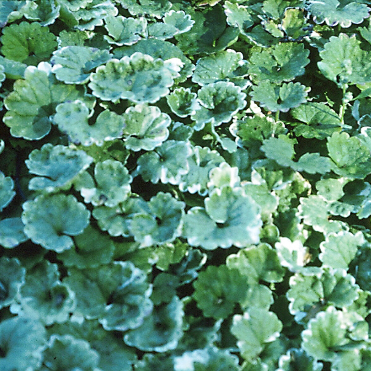Glechoma Hederacea Variegata Variegated Ground Ivy | SiteOne US