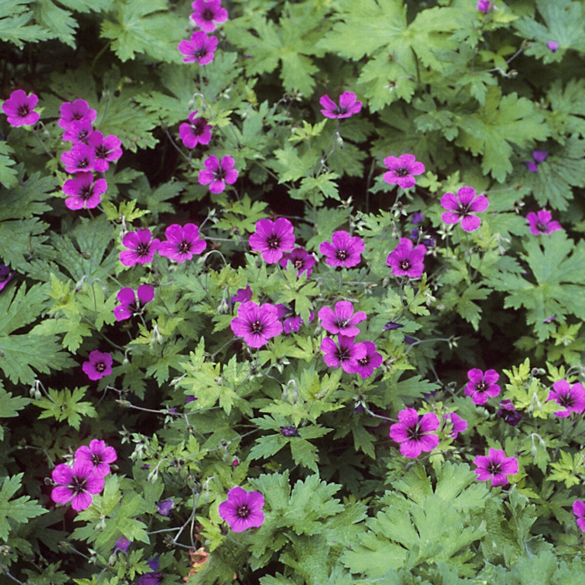 Geranium X Anne Thomson Cranesbill | SiteOne US