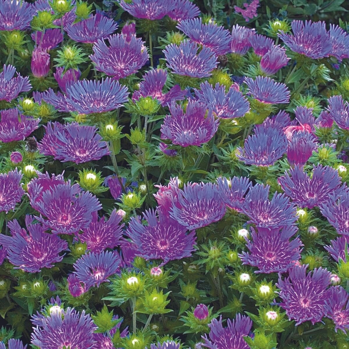 Stokesia Laevis Peachies Pick Stokes Aster | SiteOne US