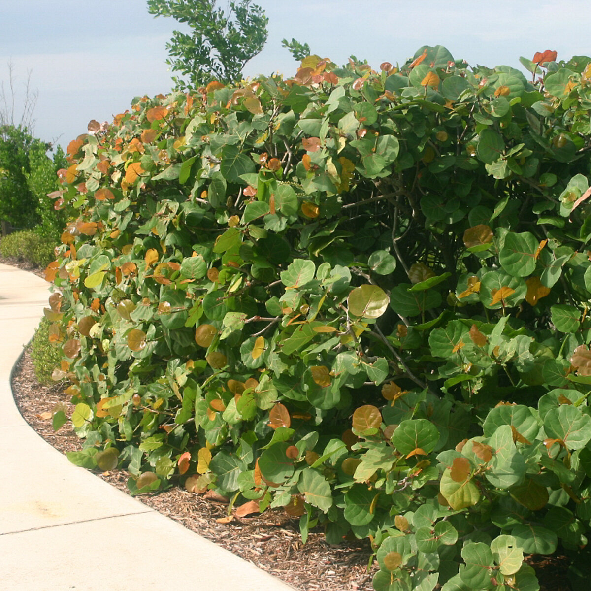 Coccoloba Uvifera Seagrape | SiteOne US