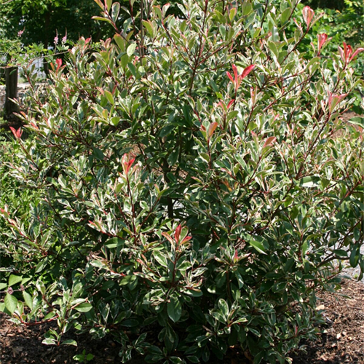 Photinia X Fraseri Cassini Pink Marble Photinia | SiteOne US