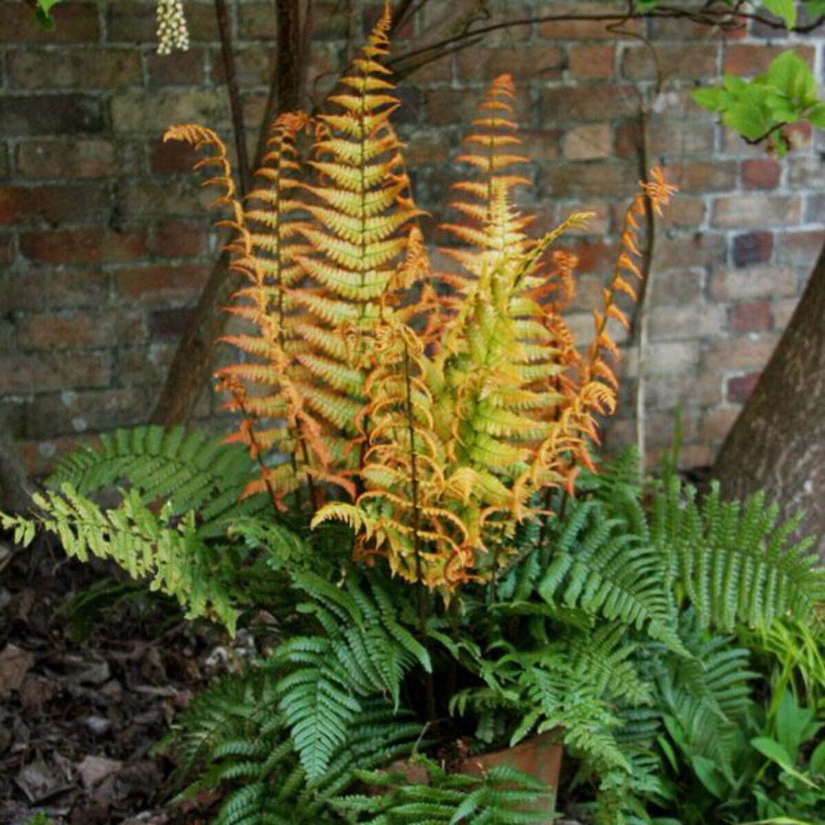 Dryopteris Wallichiana Jurassic Gold Portfolio Wood Fern | SiteOne US