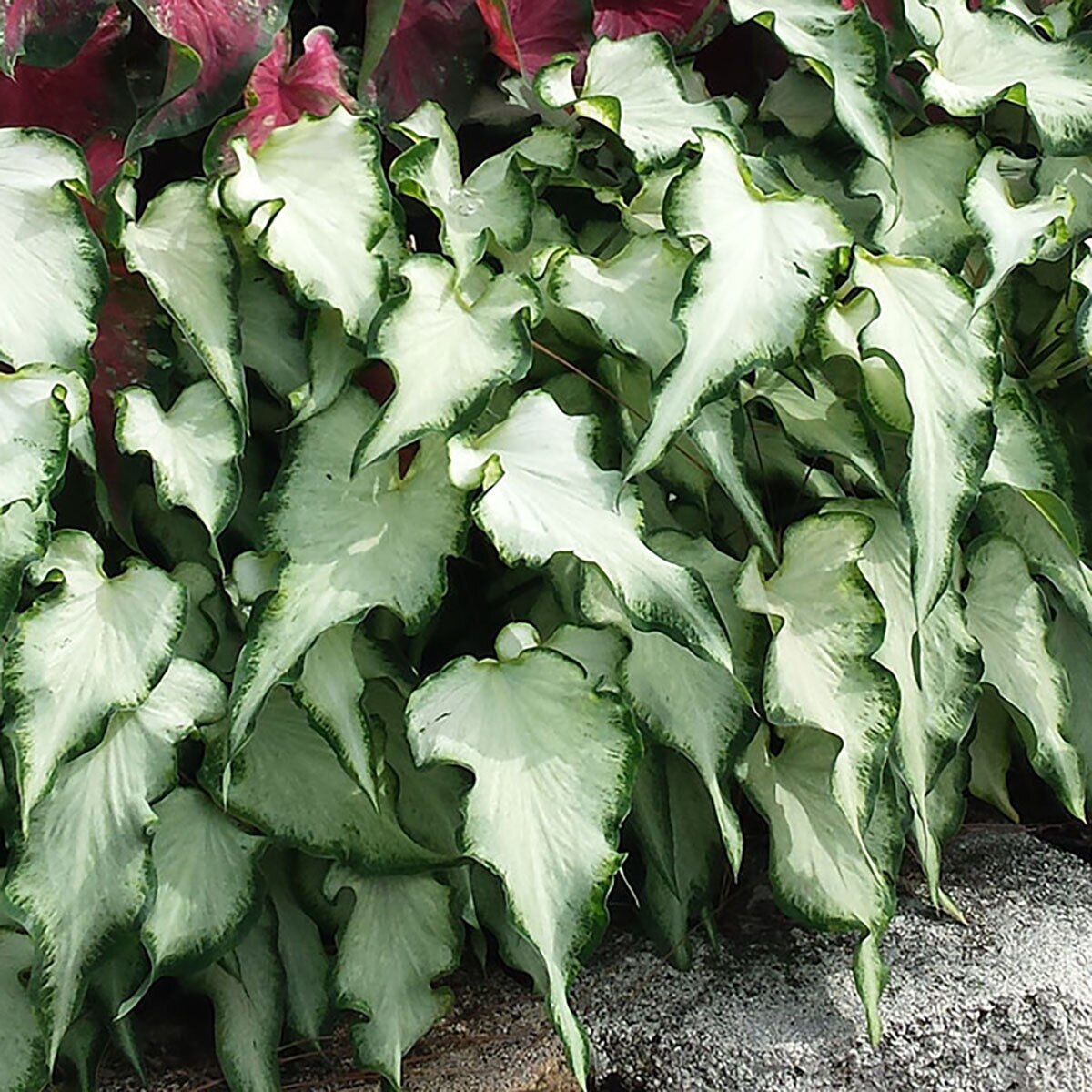 Caladium X Hortulanum White Pearl Portfolio Strap Leaf Angel Wings ...