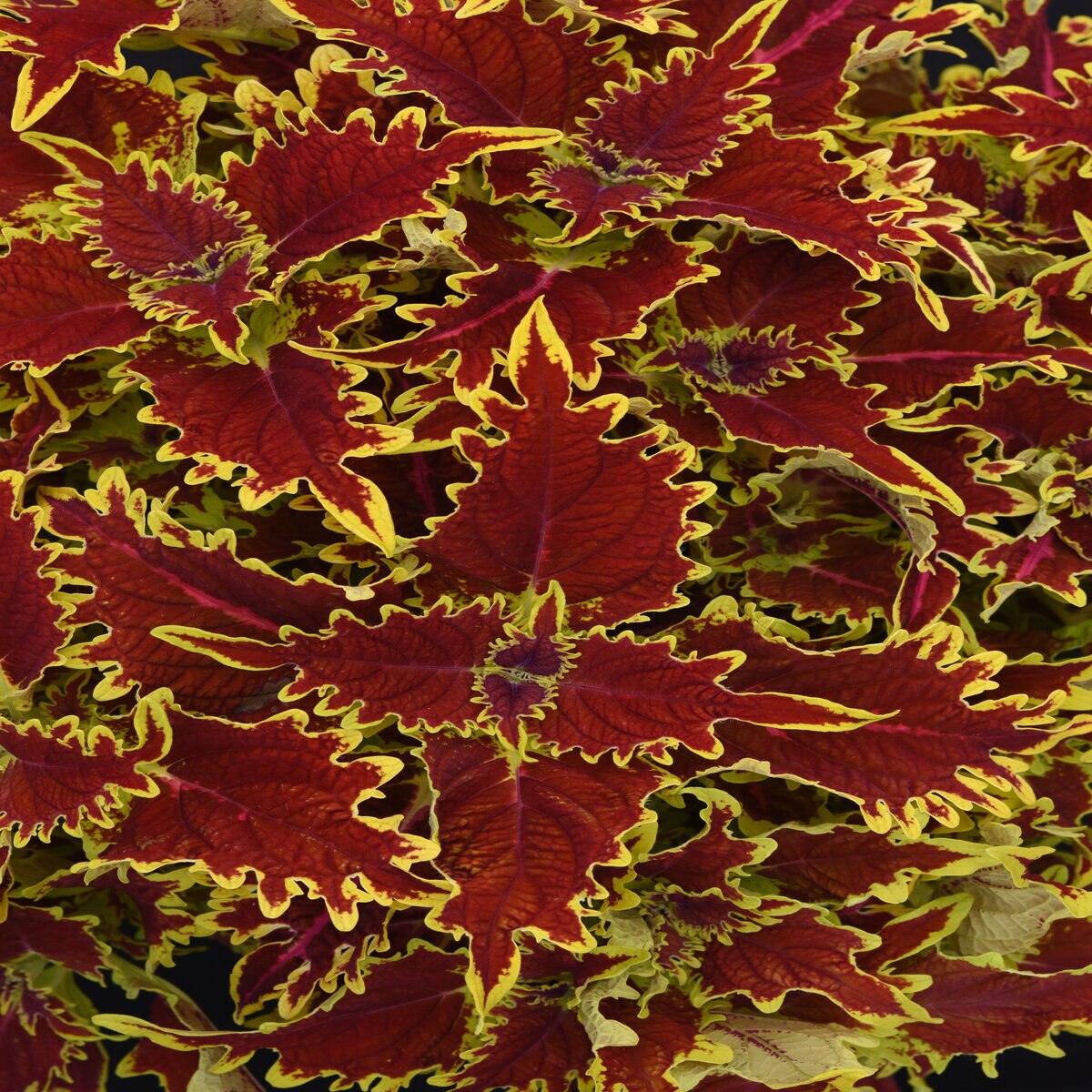 Coleus scutellarioides Copperhead Portfolio Coleus | SiteOne US
