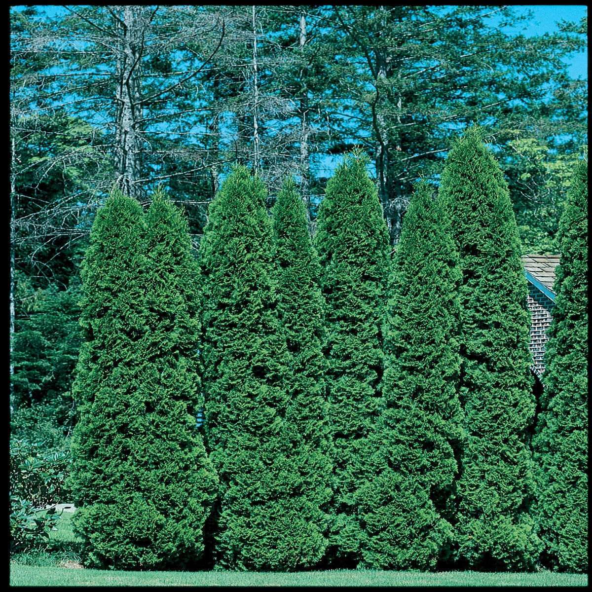 Thuja Occidentalis American Pillar Portfolio Arborvitae | SiteOne US