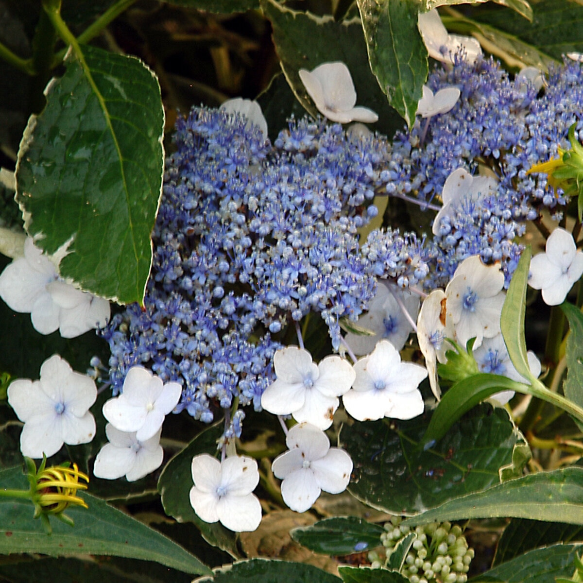 Hydrangea Macrophylla Mariesii Variegata Variegated Lacecap Hydrangea | SiteOne US