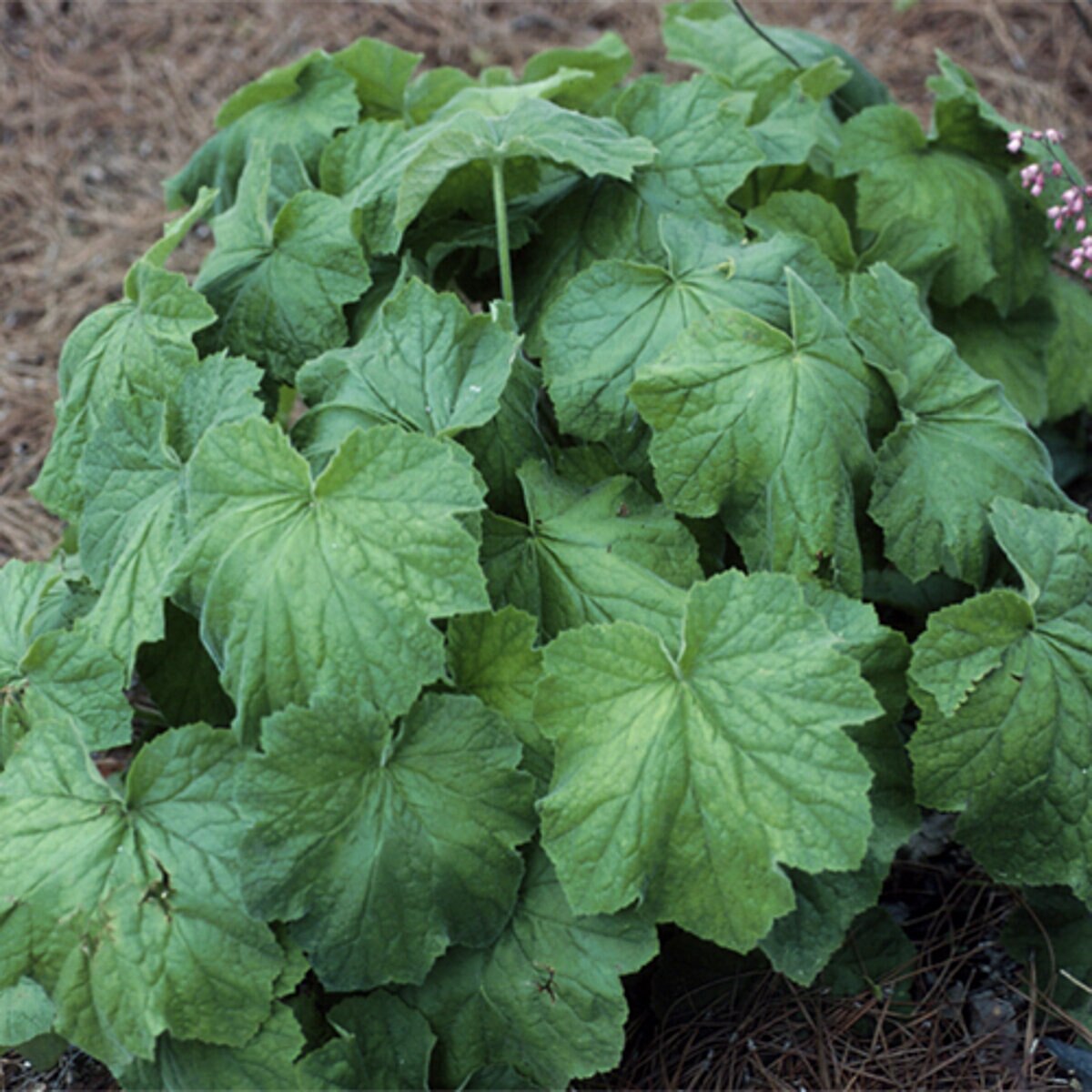 Heuchera Villosa Autumn Bride Hairy Alum Root | SiteOne US