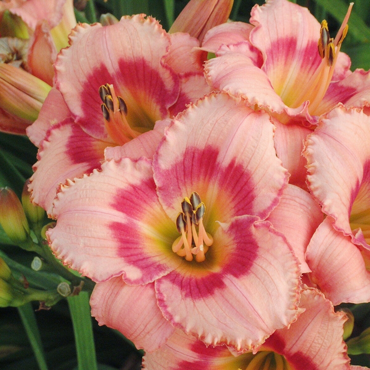 Hemerocallis X Strawberry Candy Daylily | SiteOne US