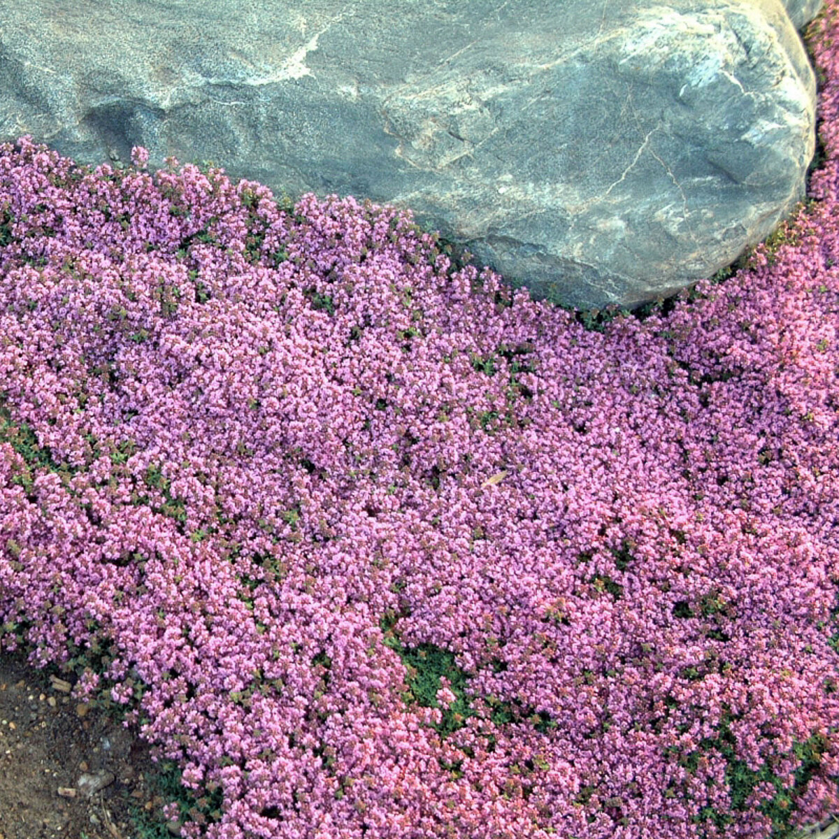 Thymus Praecox Coccineus Red Creeping Thyme | SiteOne US
