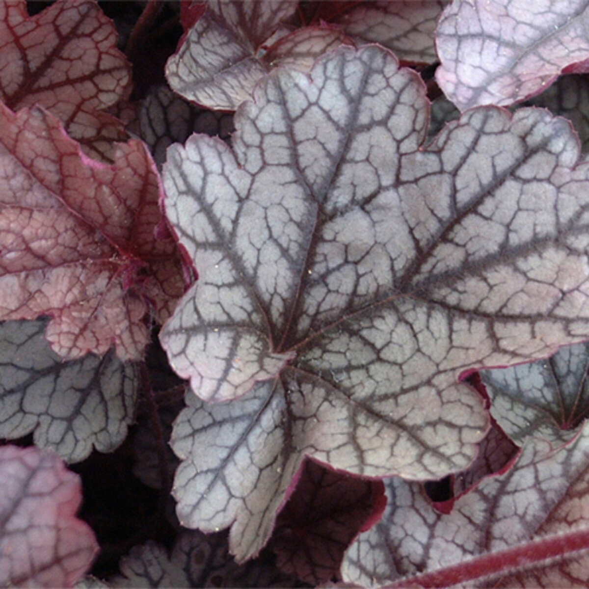 Heuchera X Silver Scrolls Coral Bells | SiteOne US