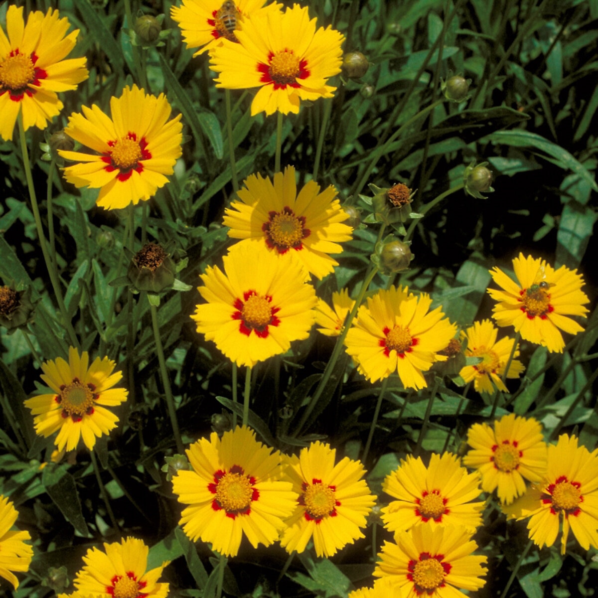 Coreopsis Lanceolata Baby Sun Tickseed | SiteOne US