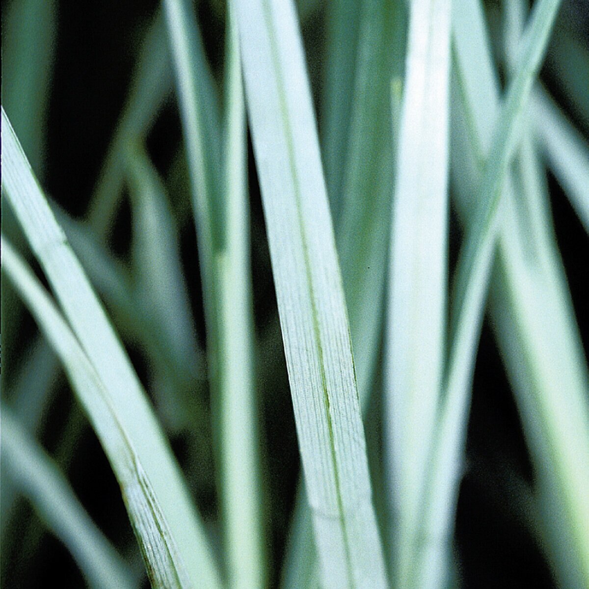 Carex Flacca Blue Zinger Blue Sedge | SiteOne US