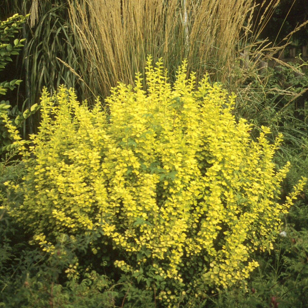Berberis Thunbergii Aurea Golden Japanese Barberry | SiteOne US