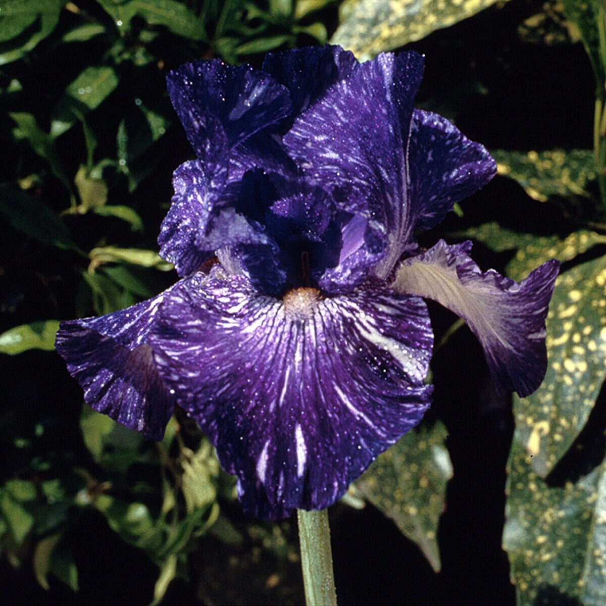Iris Germanica Batik Bearded Iris | SiteOne US