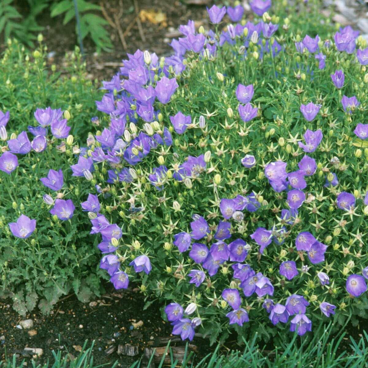 Campanula Carpatica Blue Clips Bellflower | SiteOne US